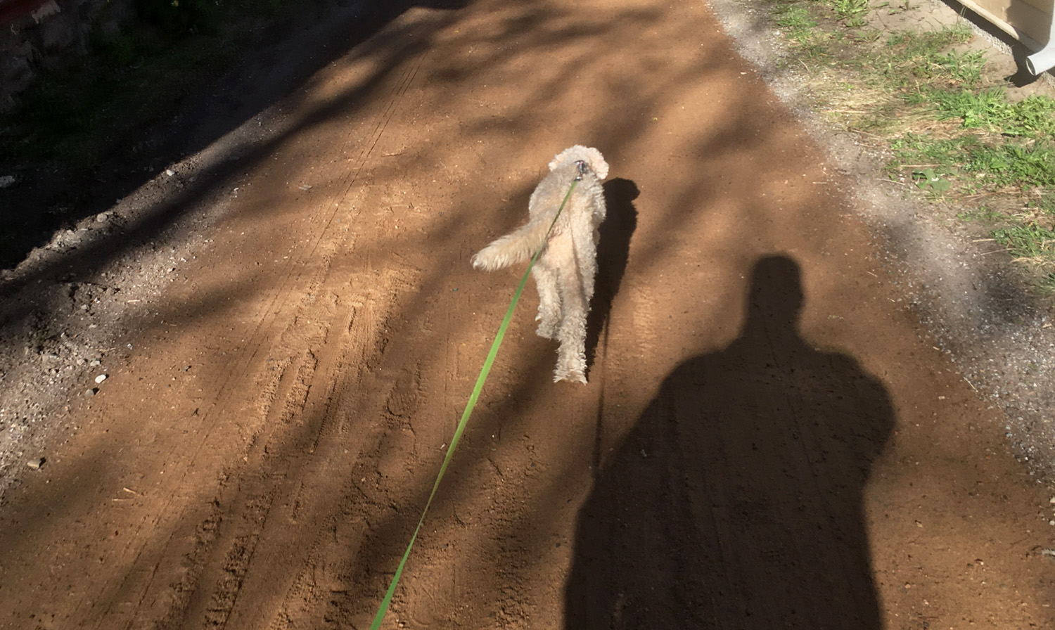 Funderingar under hundpromenad – Västra Nylands folkhögskola